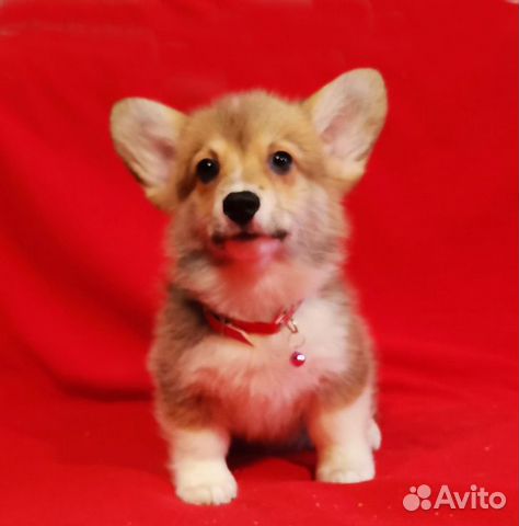 Veld Svift. Вельш Корги Пемброк - мальчик