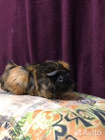 Морская свинка девочка