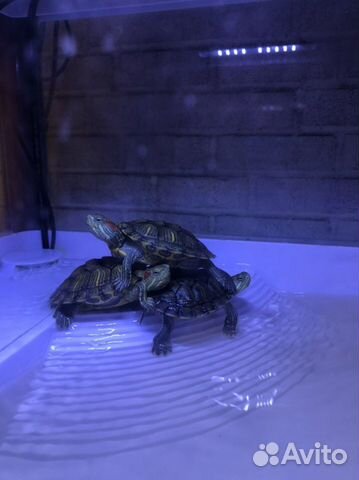 Красноухая черепаха маленькая