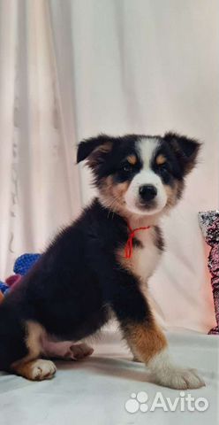 Щенки австралийской овчарки