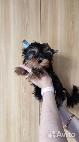 Щенки йорка