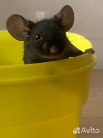 Сатиновые мыши