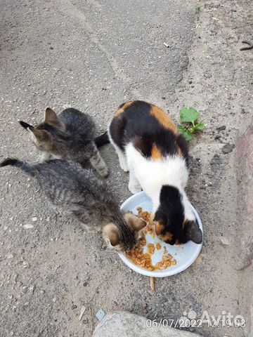 Котята в добрые руки