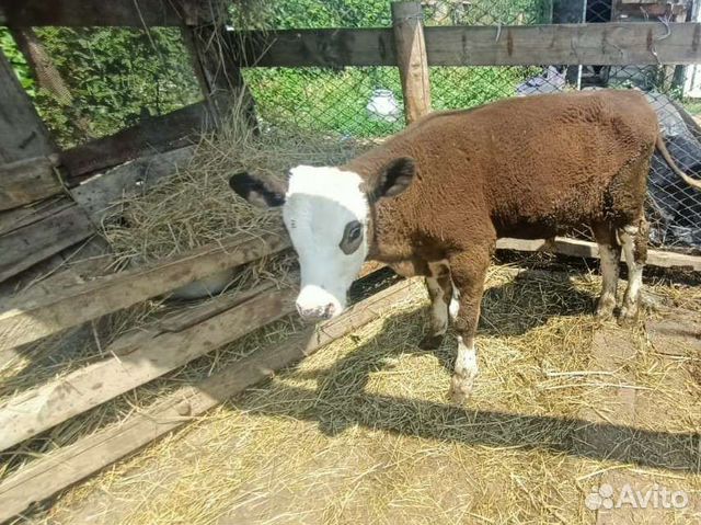 Теленок бычок 3 месяца