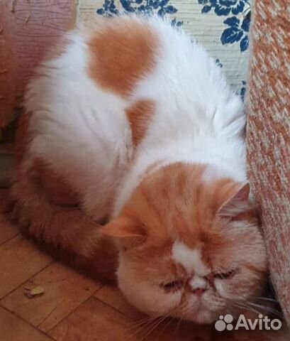 Коты, кошки экзоты, персы
