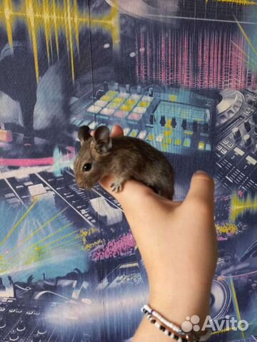 Чилийская белка дегу