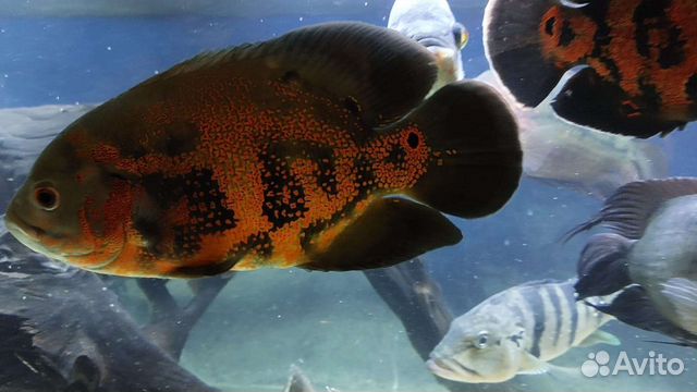 Продам астронотуса