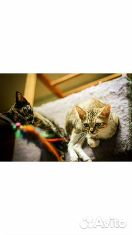 Котенок девочка 3 месяца