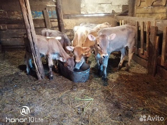 Бычки и тёлочки