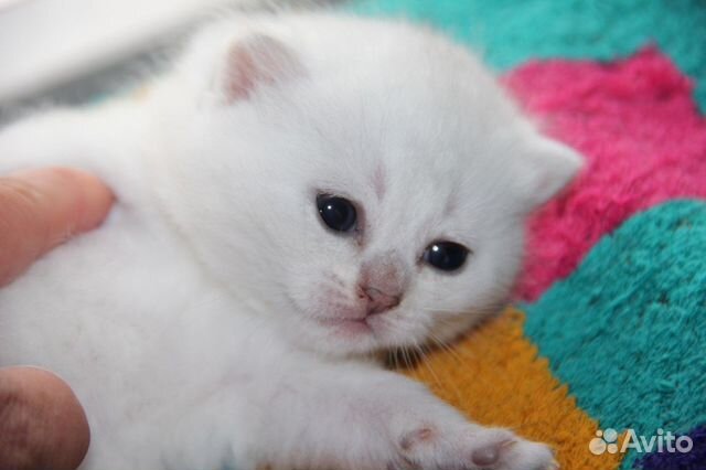 Котята британские серебристая шиншилла
