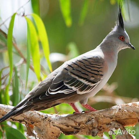 Австралийская хохлатая горлица