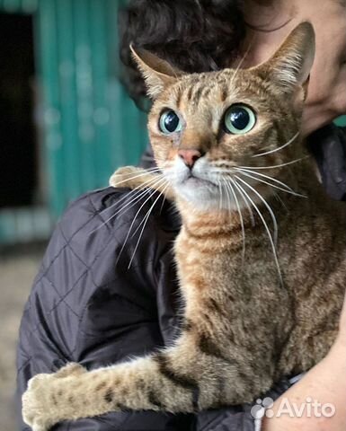 Кошка метис бенгала бесплатно