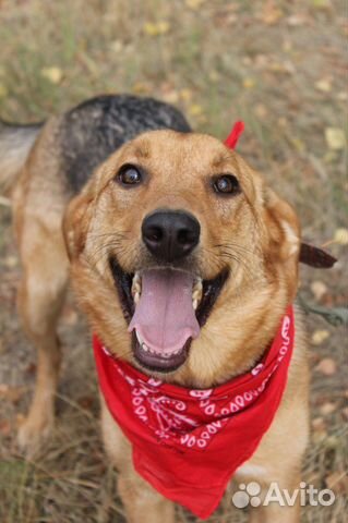 Собака компаньон, из приюта, ищет дом