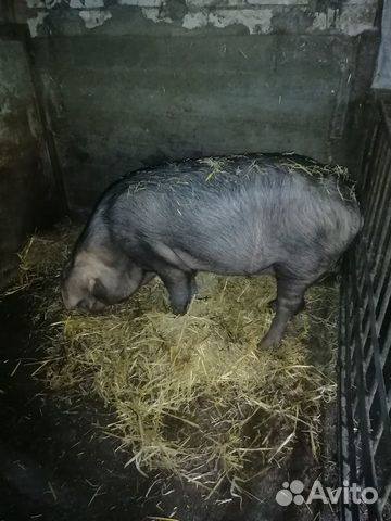 Продаётся кабан, на мясо