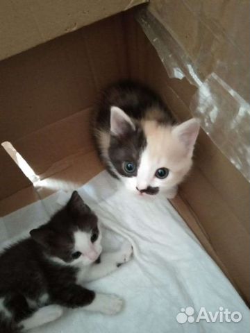 Котята в добрые руки