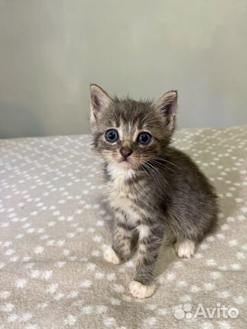 Тигровый серый котенок