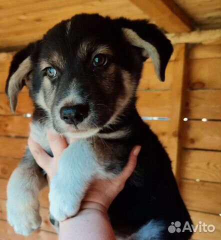 Щенята аля овчарята, бесплатно