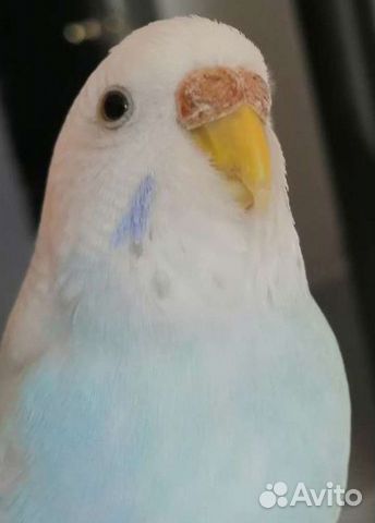 Потерялся волнистый попугай (самка)