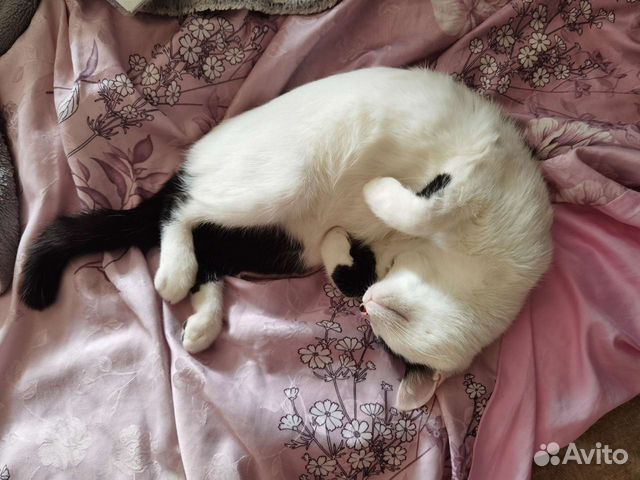 Кот Малорик черно - белый