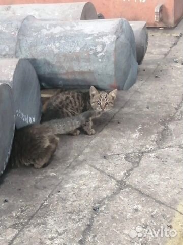 Котята на предприятии. Нужна помощь