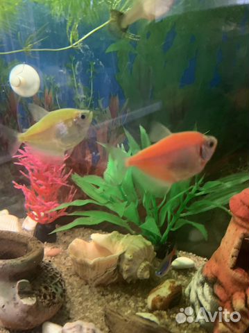 Рыба тернеция гло