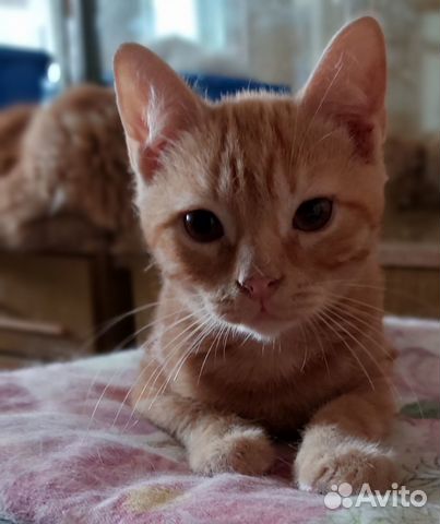 Рыжий котенок в добрые руки