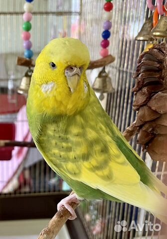 Пара волнистых попугаев, арлекин и получех