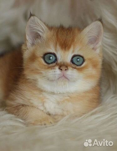 Котик шиншилла Чарли