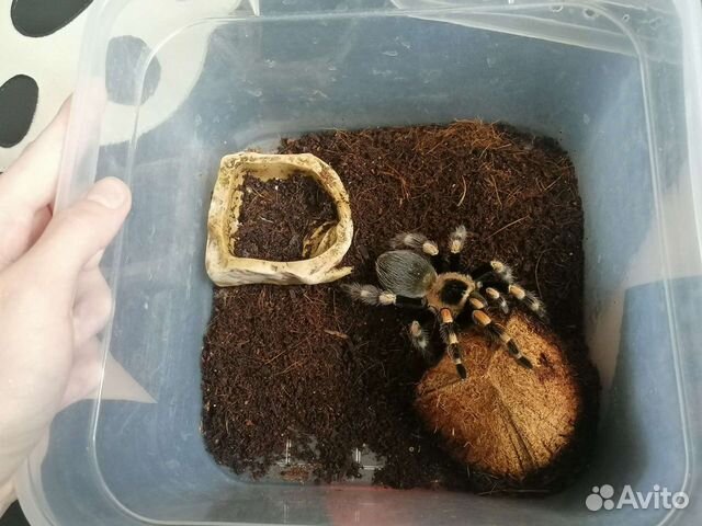 Паук птицеед