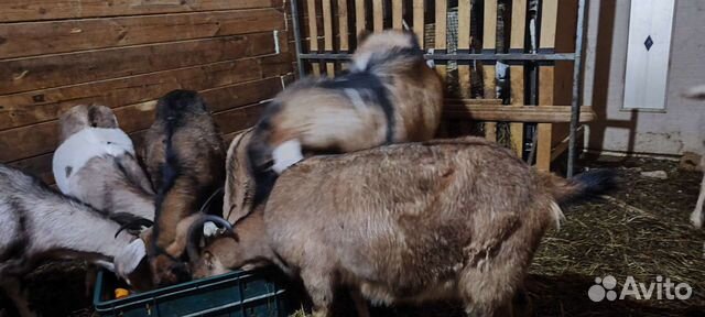 Козы семьей