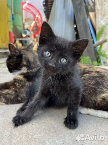 Котята от умницы кошки