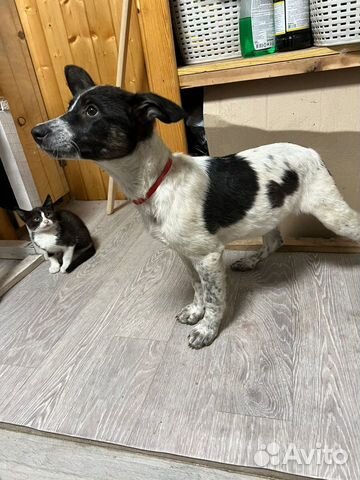 Прекрасная девочка в хорошие руки