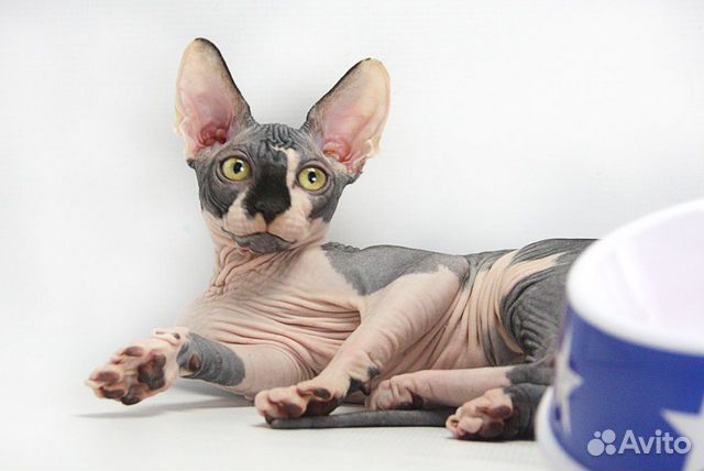 Я сам по себе кот :) Свой собственный :)