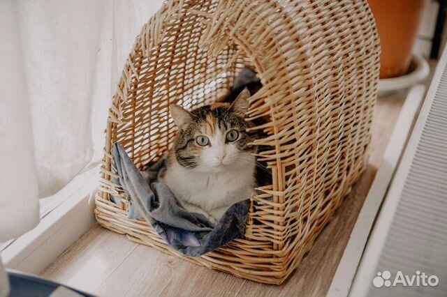 Кошка Полынь ищет дом