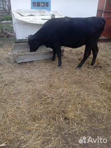 Телки стельные