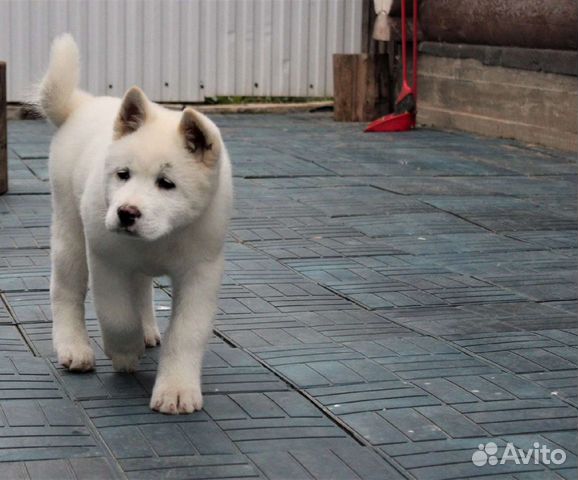 Щенки американской акиты
