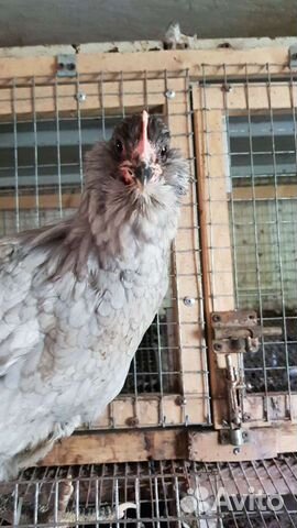 Куры молодки Амераукана