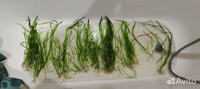 Аквариумная Валлиснерия