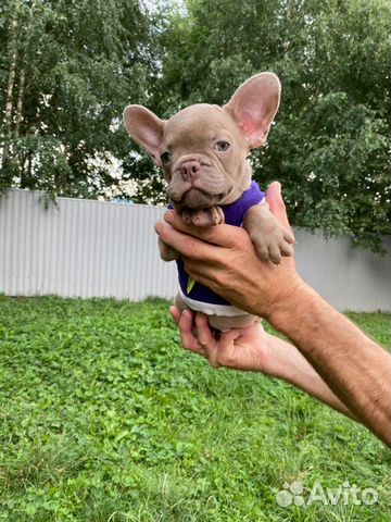 Французский бульдог Изабелла