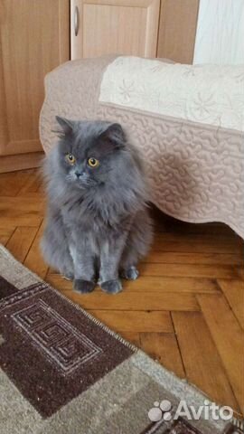 Британский кот вязка