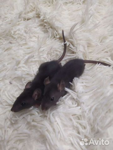 Декоративная крыса дамбо