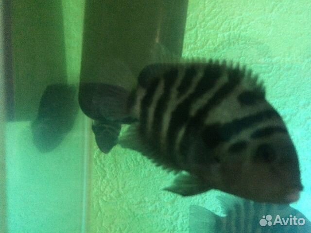 Рыбки аквариумные Цихлиды