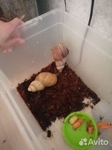 Улитки ахатины