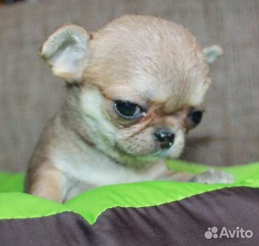 Чихуахуа mini девочки