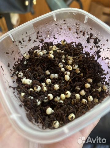 Улитки фулики