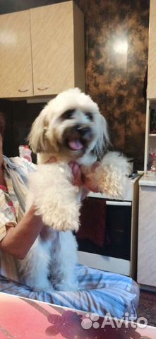 Мальтезе вязка