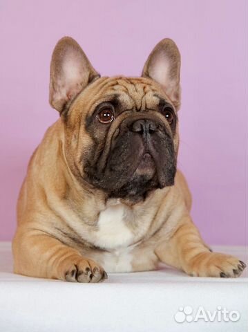 Щенки французского бульдога с документам