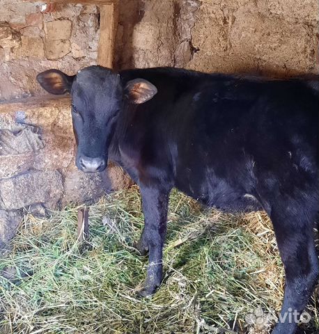 Тёлочка 5 месяцев