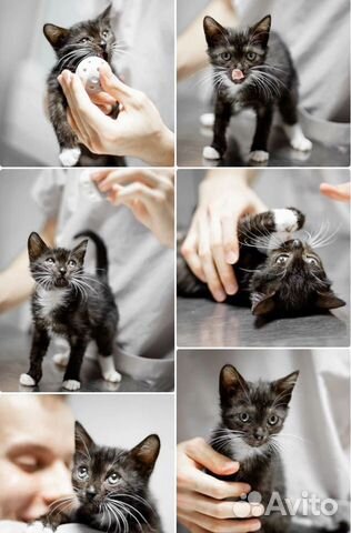 Котенок девочка