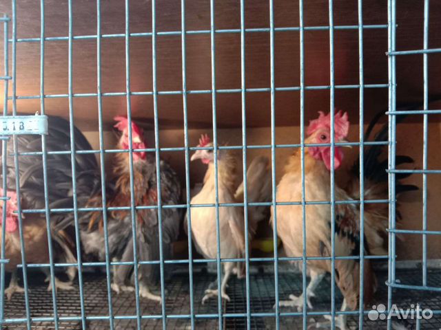 Куры несушки